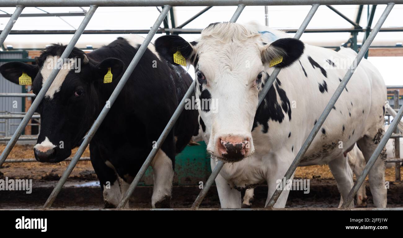 two dairy heifers stand in front of the feed table on a dairy farm ...