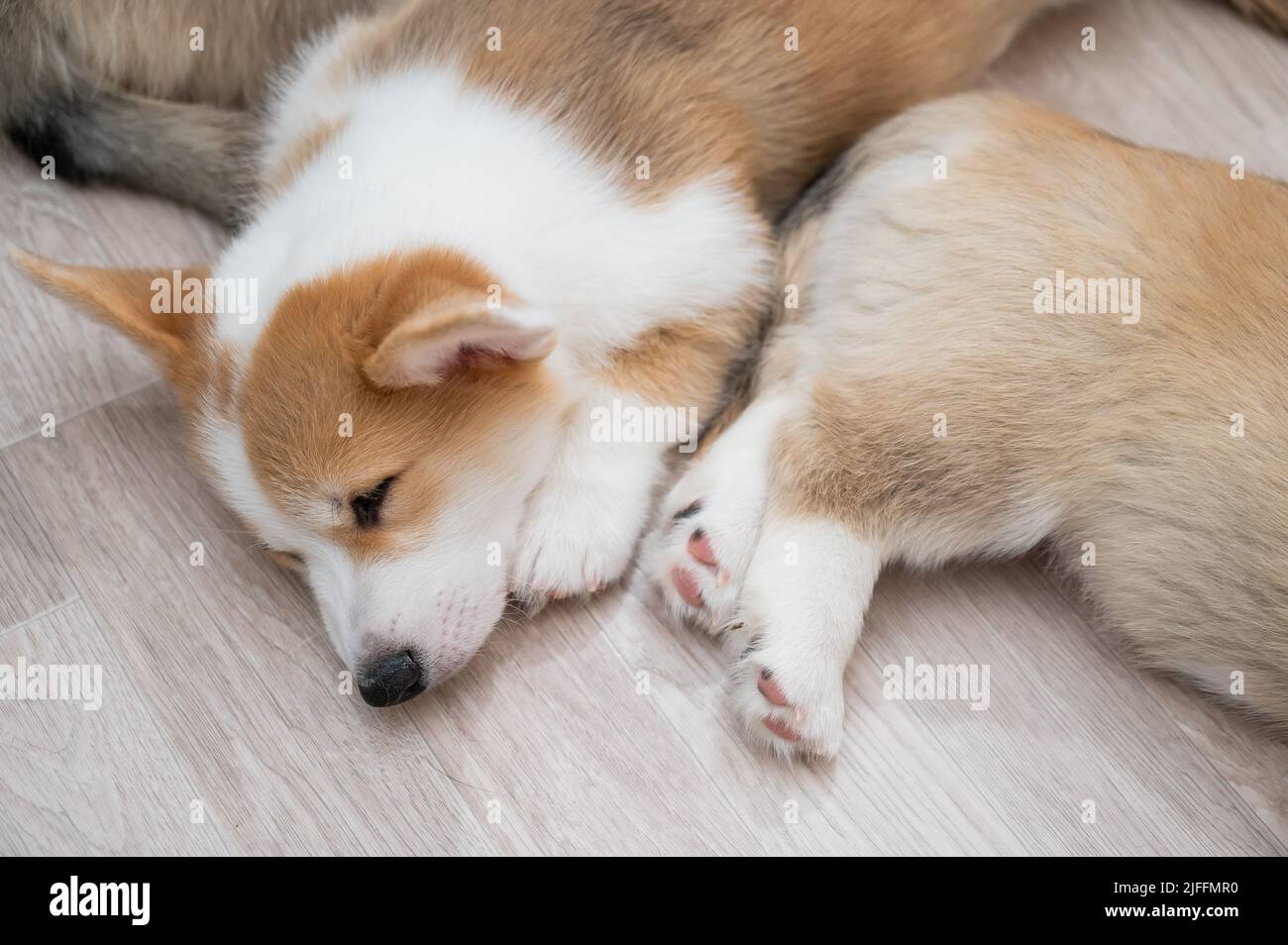 Cute welsh corgi puppies sleep on the floor. View from above Stock ...
