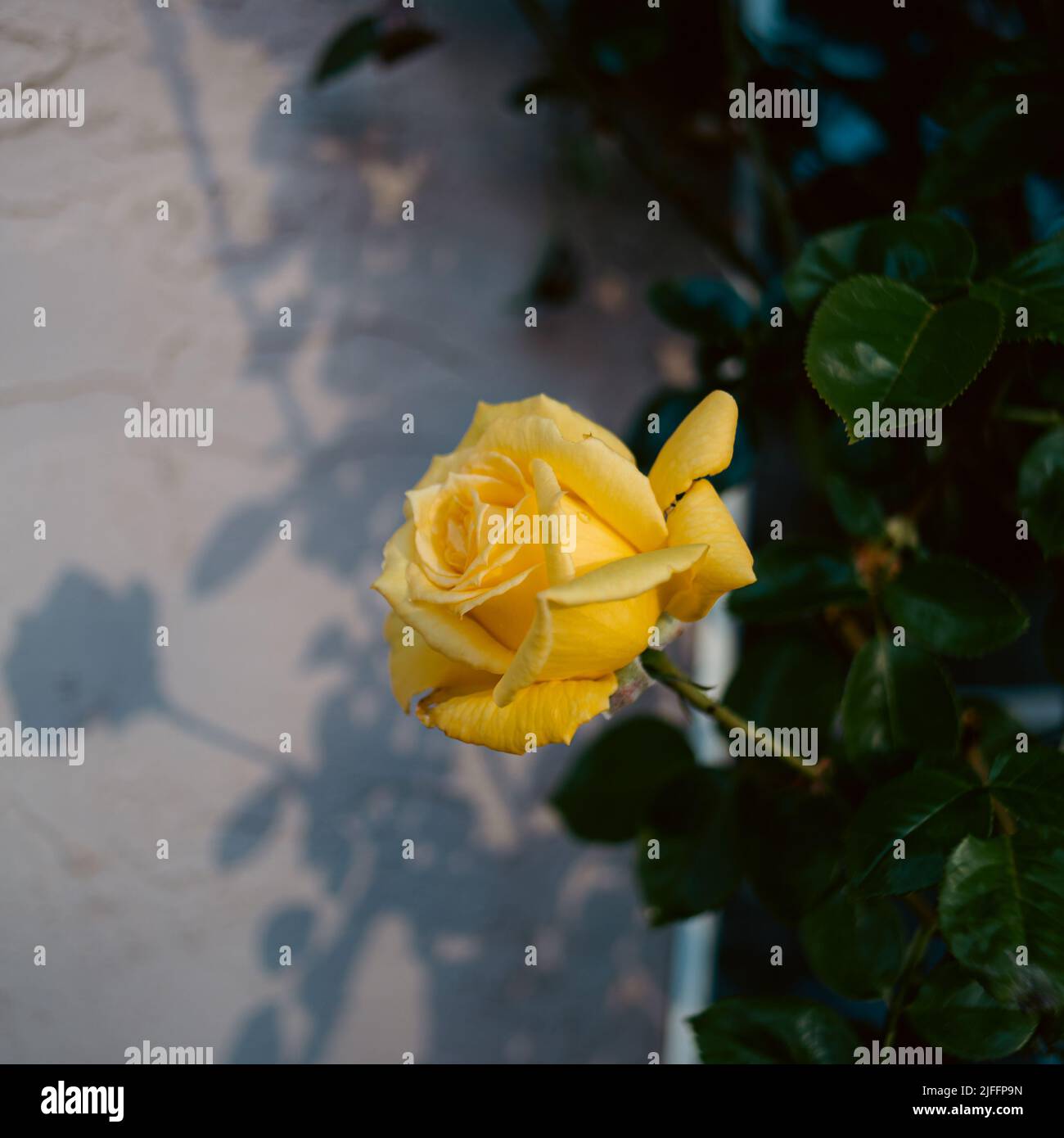 a rose and shadow Stock Photo - Alamy
