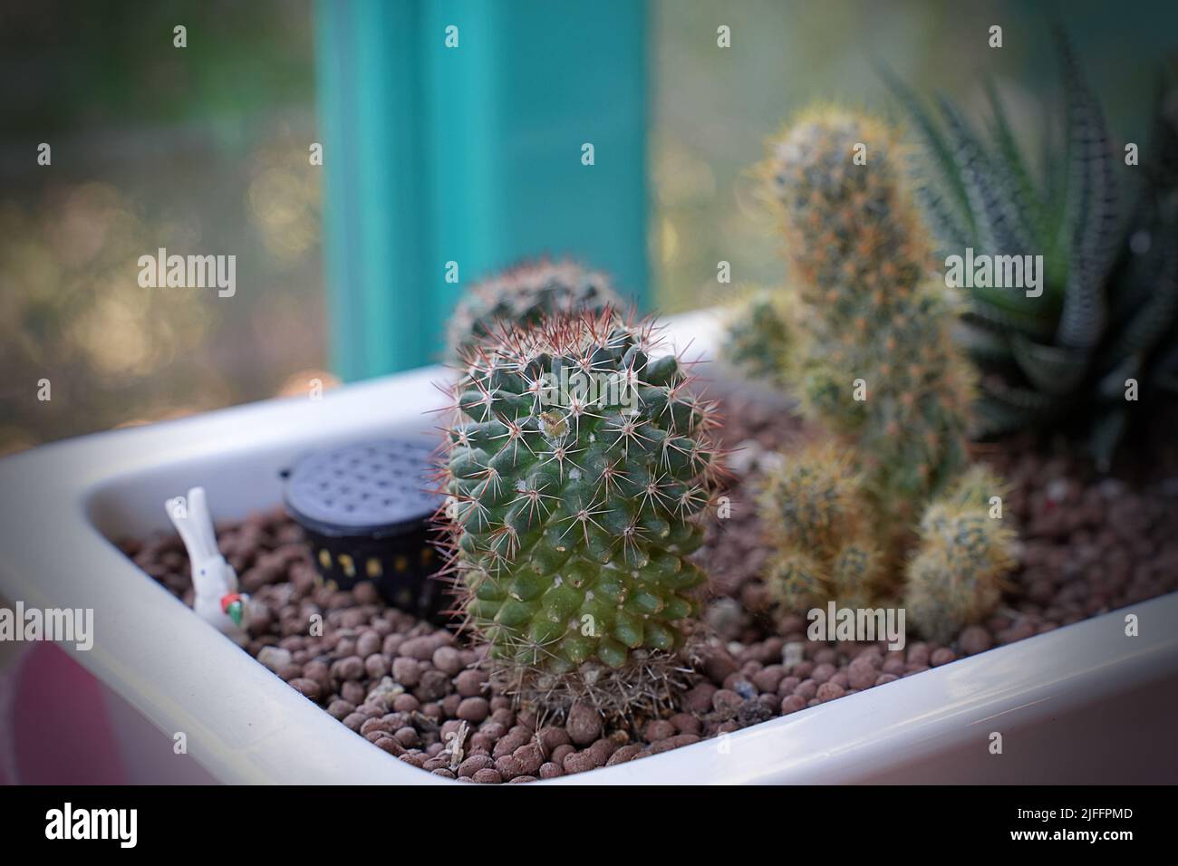 Cute small cacti in a ceramic pot, long red-black spikes. Green cactus ...