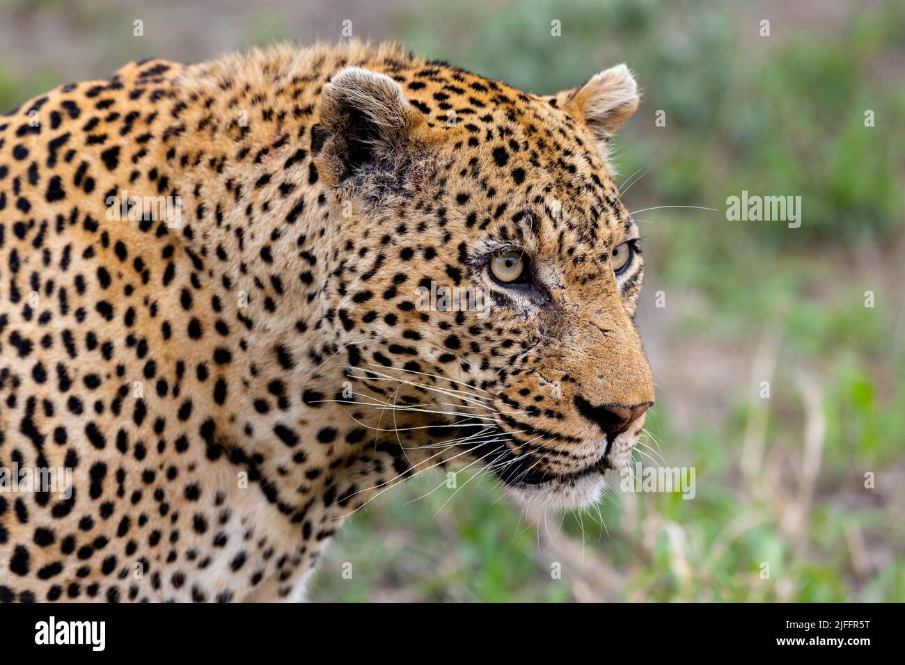 A male leopard in Kruger National Park, northeastern South Africa Stock ...
