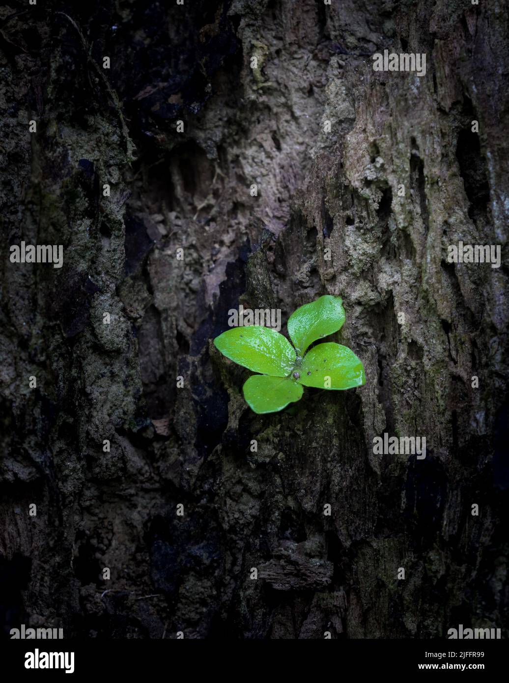 Growing small tree on tree trunk. this photo was taken from Bangladesh ...