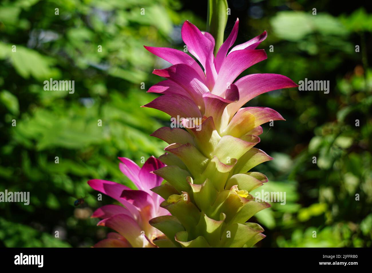 Curcuma longa flowers hi-res stock photography and images - Alamy