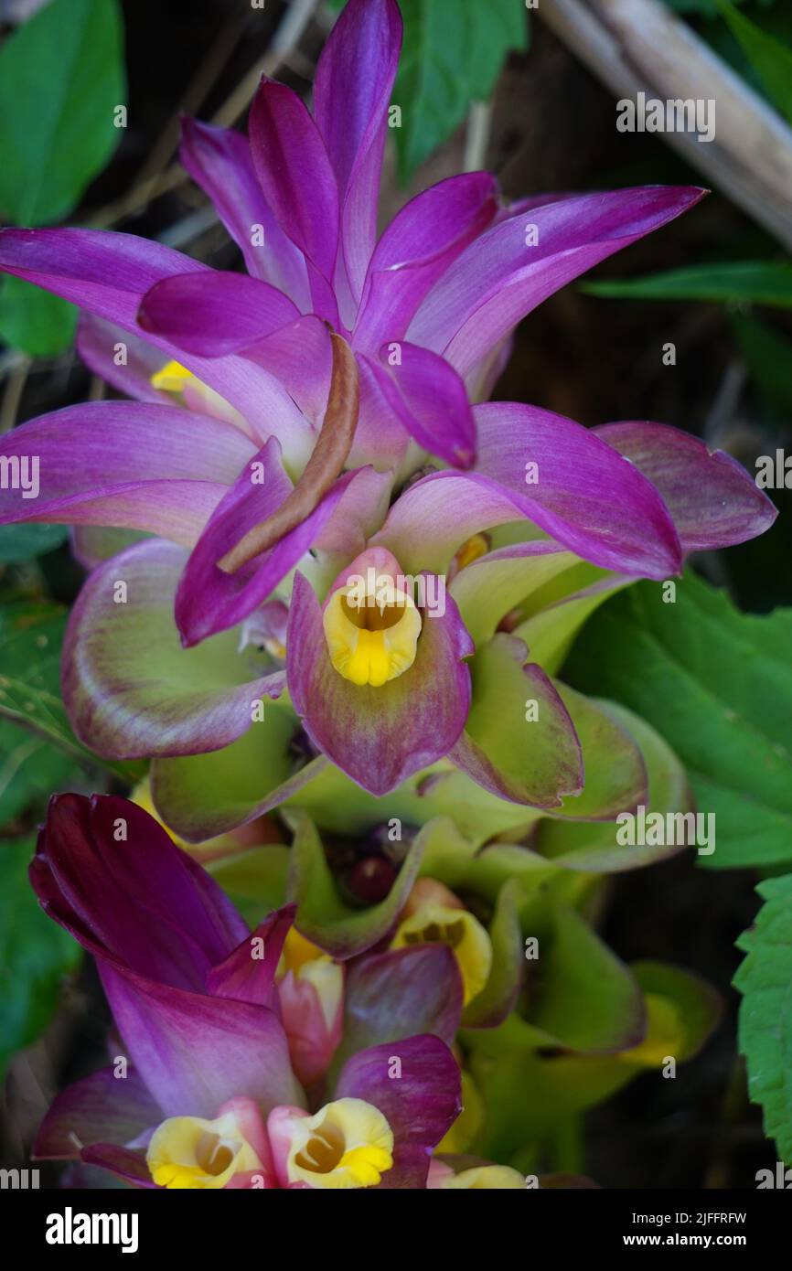 Curcuma longa flowers hi-res stock photography and images - Alamy