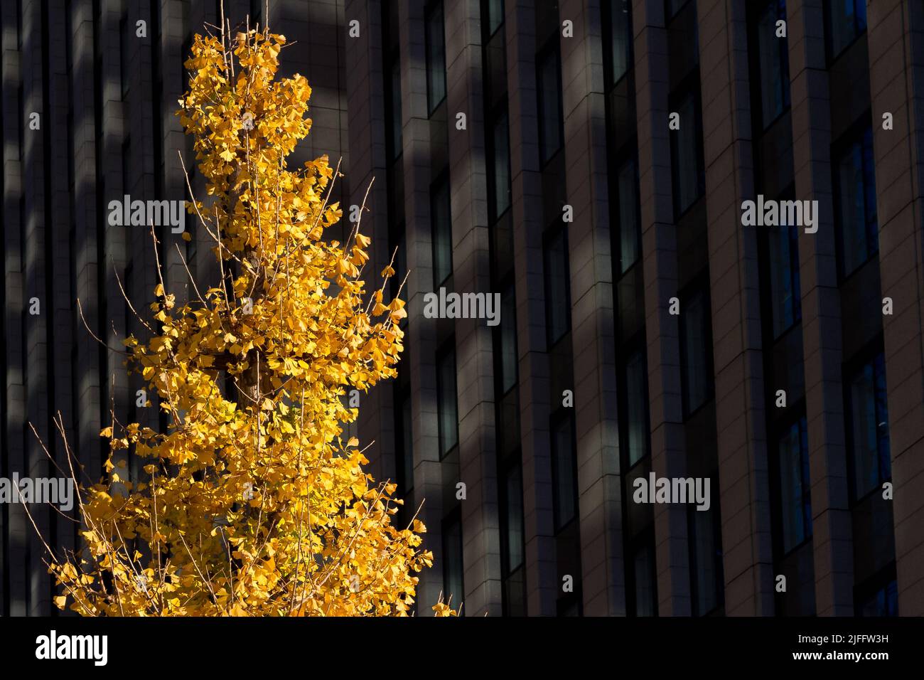 A bright yellow autumnal ginko tree against shadowy skyscrapers in ...