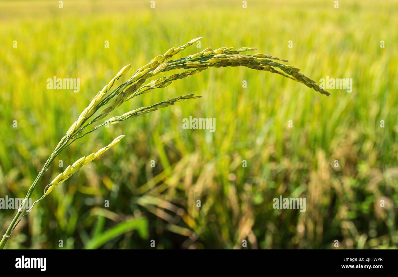 Close up of green paddy rice plant Stock Photo - Alamy