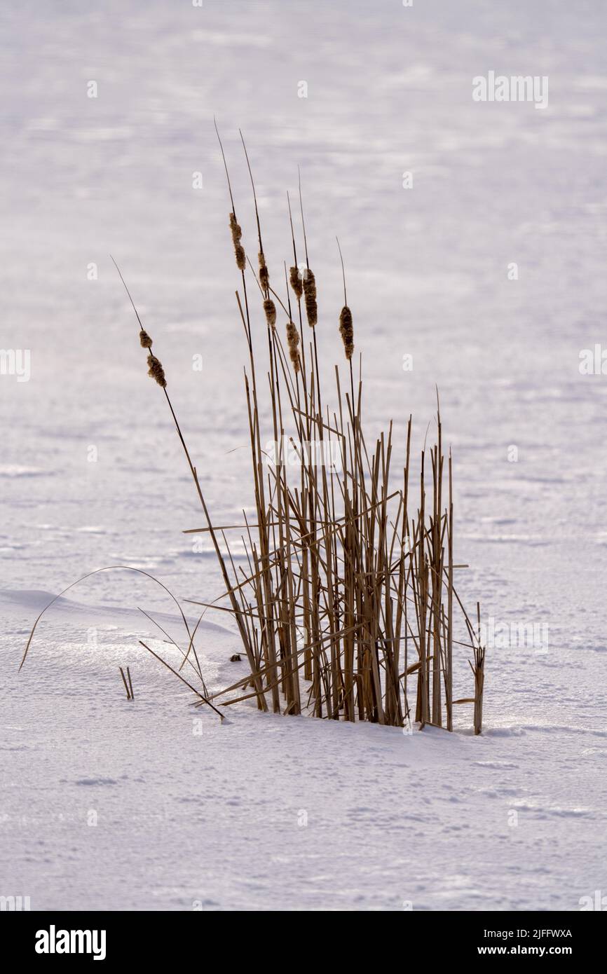 river reeds sticking up through the winter snow Stock Photo - Alamy