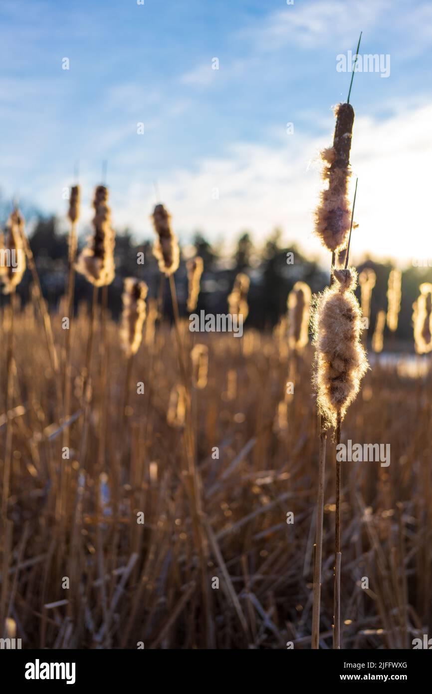 dried out cattails at a winter sunset Stock Photo - Alamy