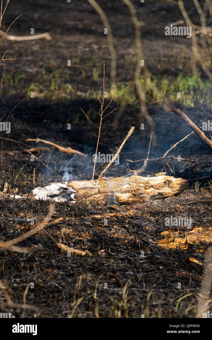 Forest after controlled burn in hi-res stock photography and images - Alamy