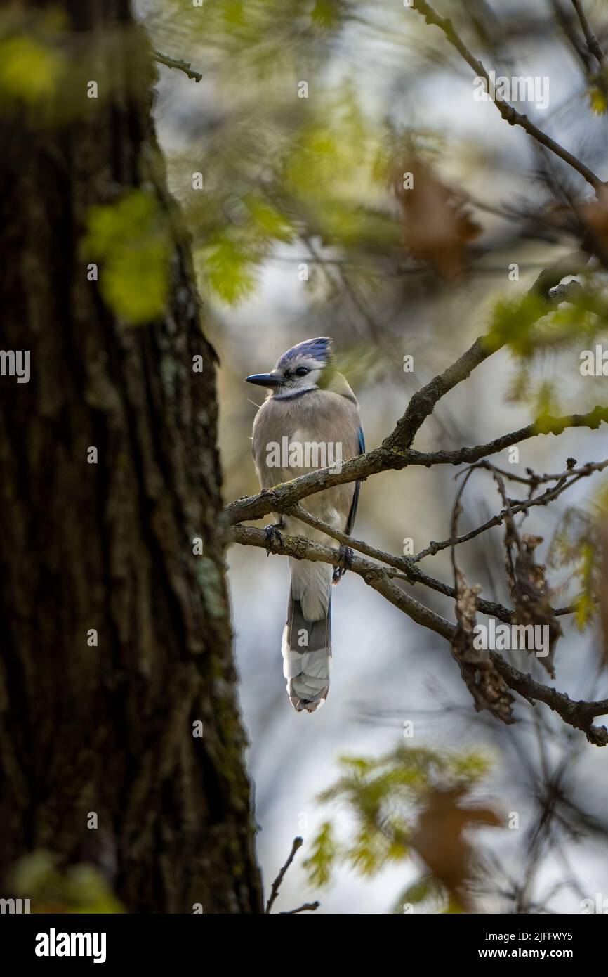 Blue jay on branch beautiful blue and white feathers hi-res stock ...
