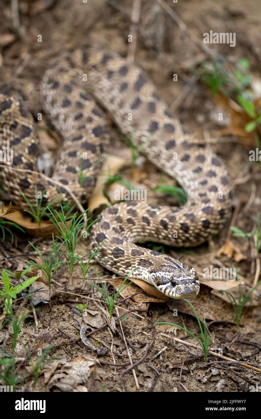 Bull snake hi-res stock photography and images - Alamy