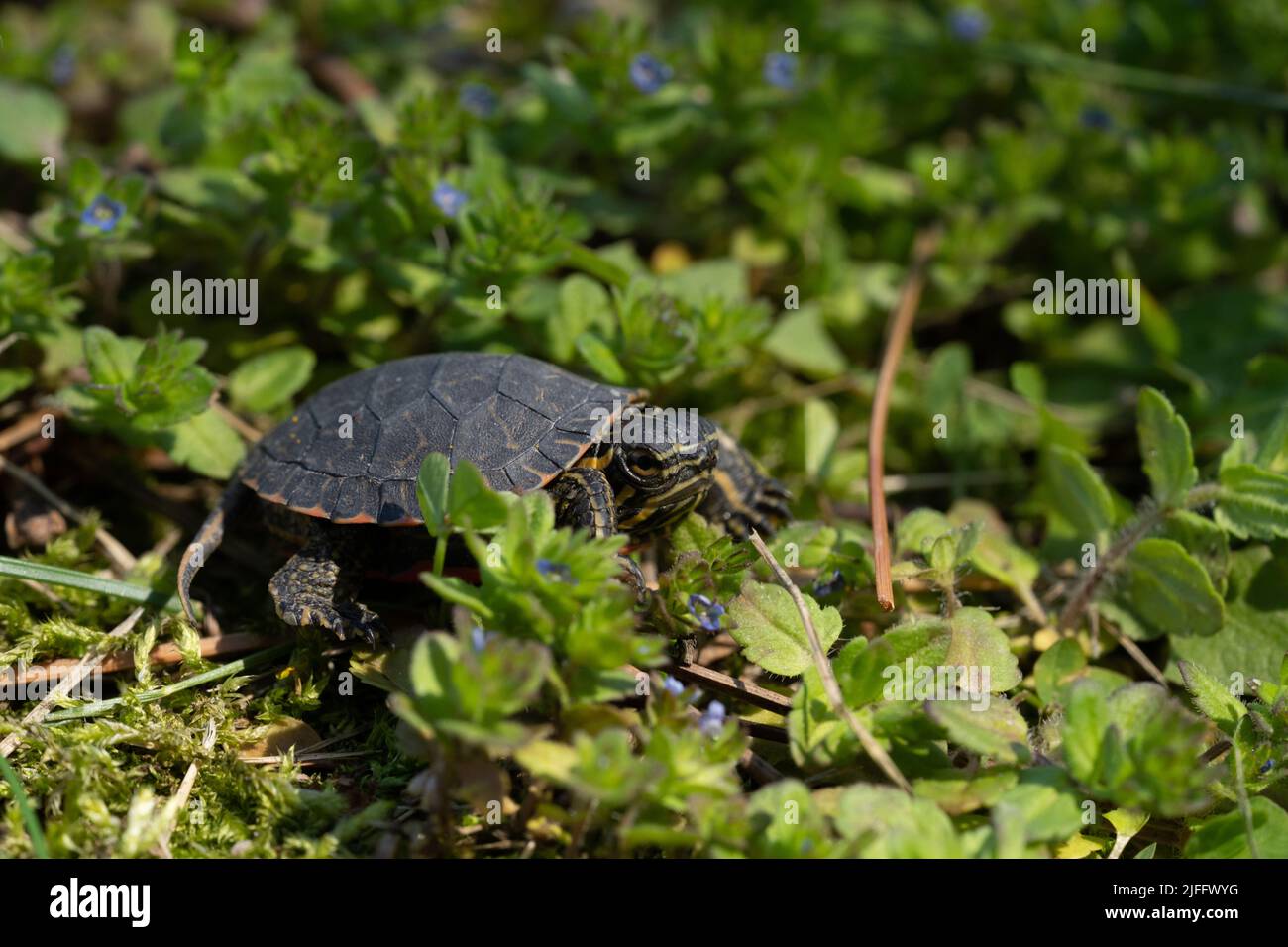 baby painted turtle crawling over blue flowers Stock Photo - Alamy