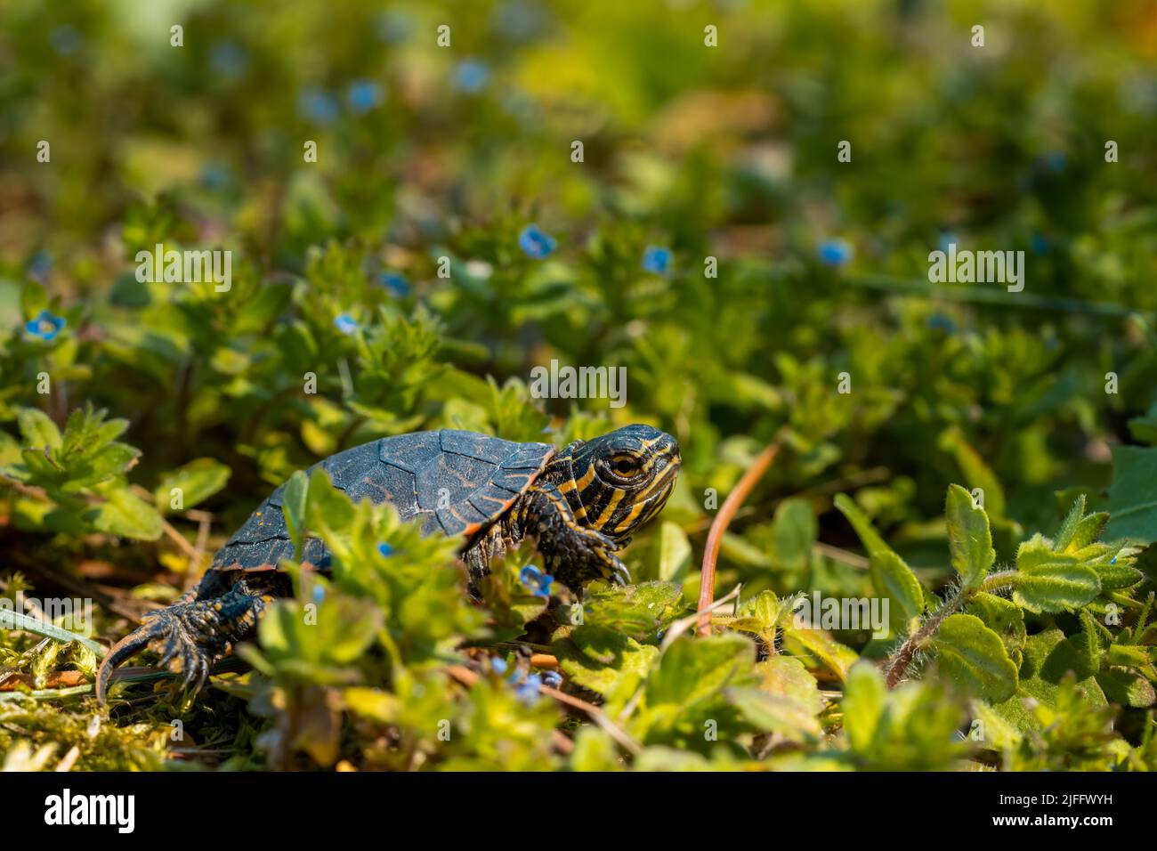 Painted Turtle Habitat