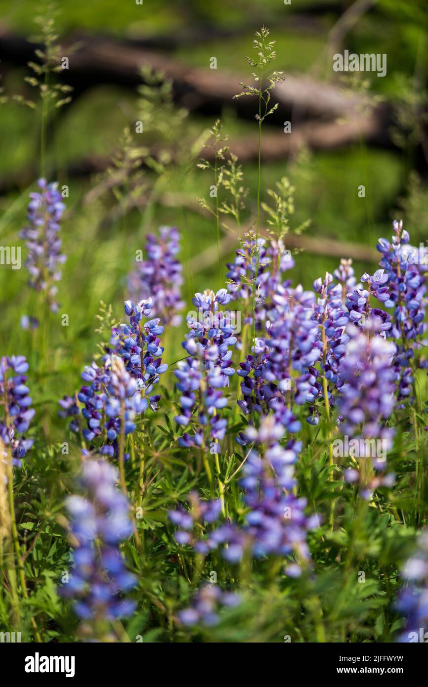 Small blue lupin hi-res stock photography and images - Alamy