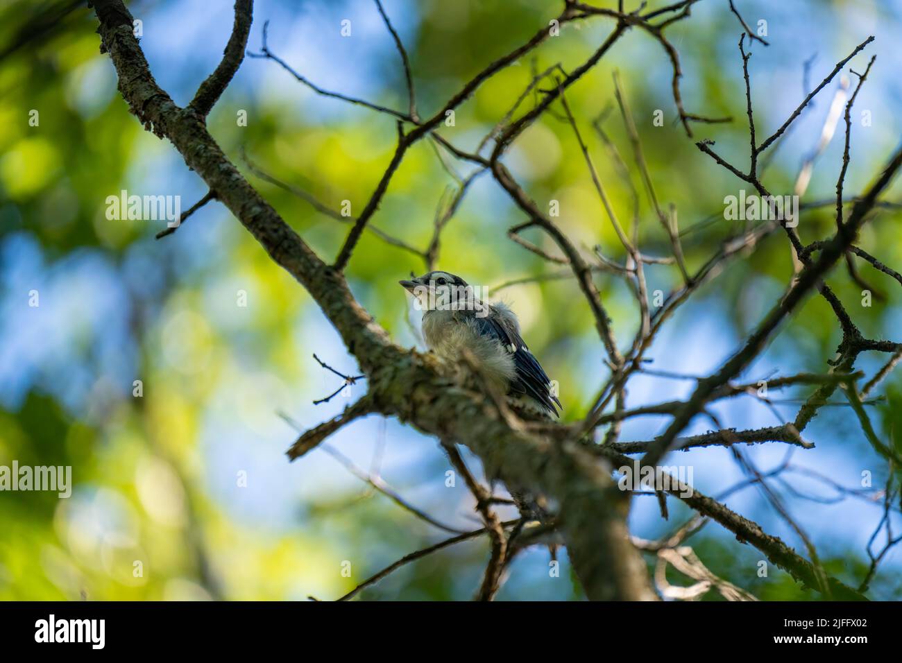 baby bluejay fledgling trying to learn how to fly Stock Photo - Alamy