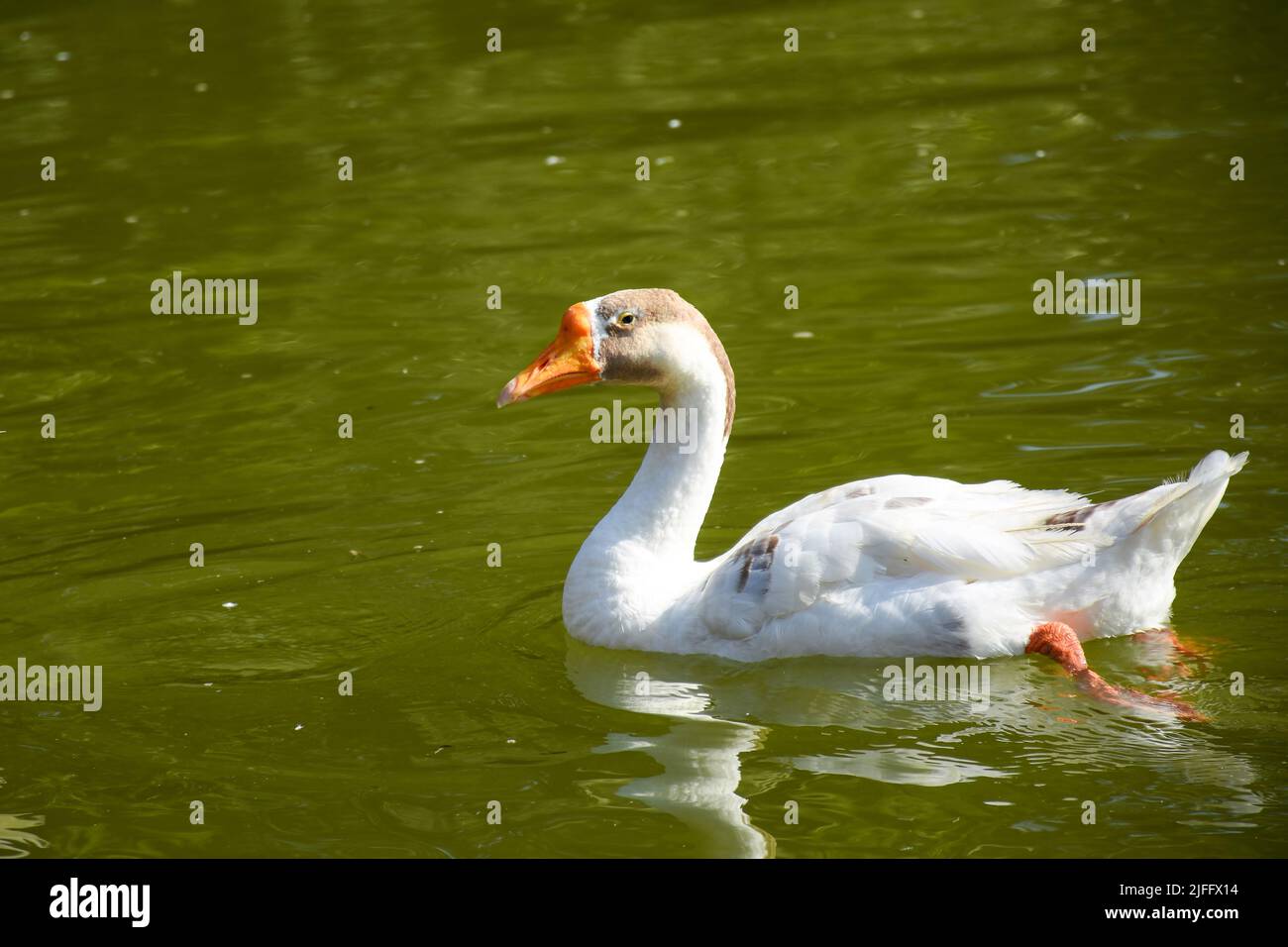 Chinese geese are light-weight, graceful birds. They have a long ...