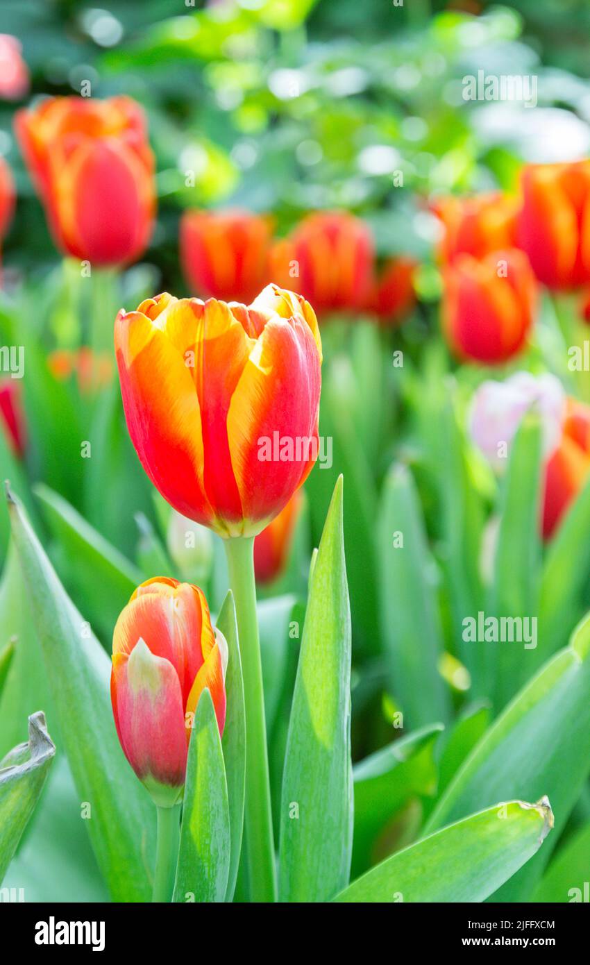 Close up group of red tulips in the park. Spring landscape Stock Photo ...