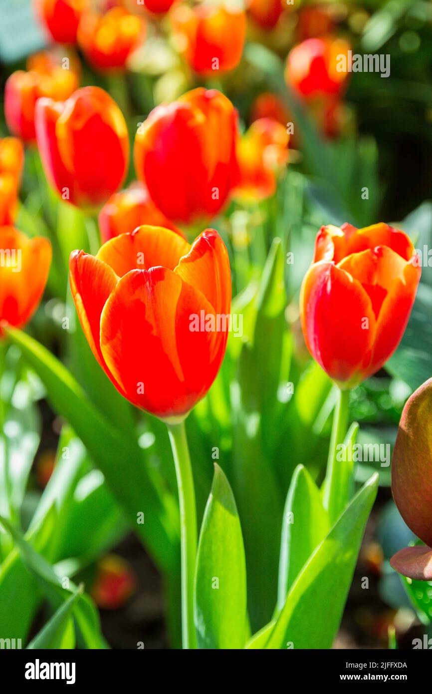 Close up group of red tulips in the park. Spring landscape Stock Photo ...