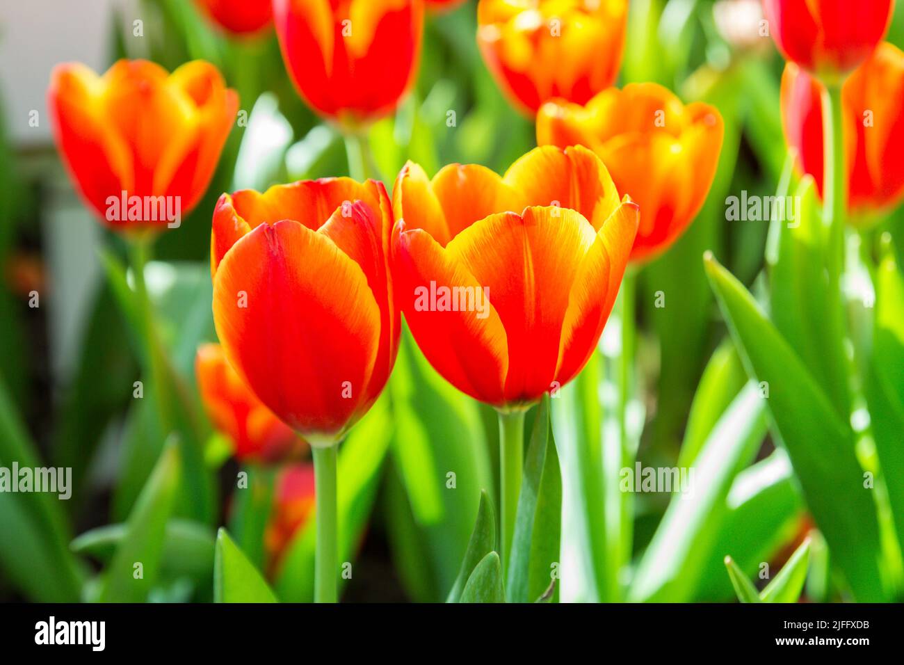 Close up group of red tulips in the park. Spring landscape Stock Photo ...