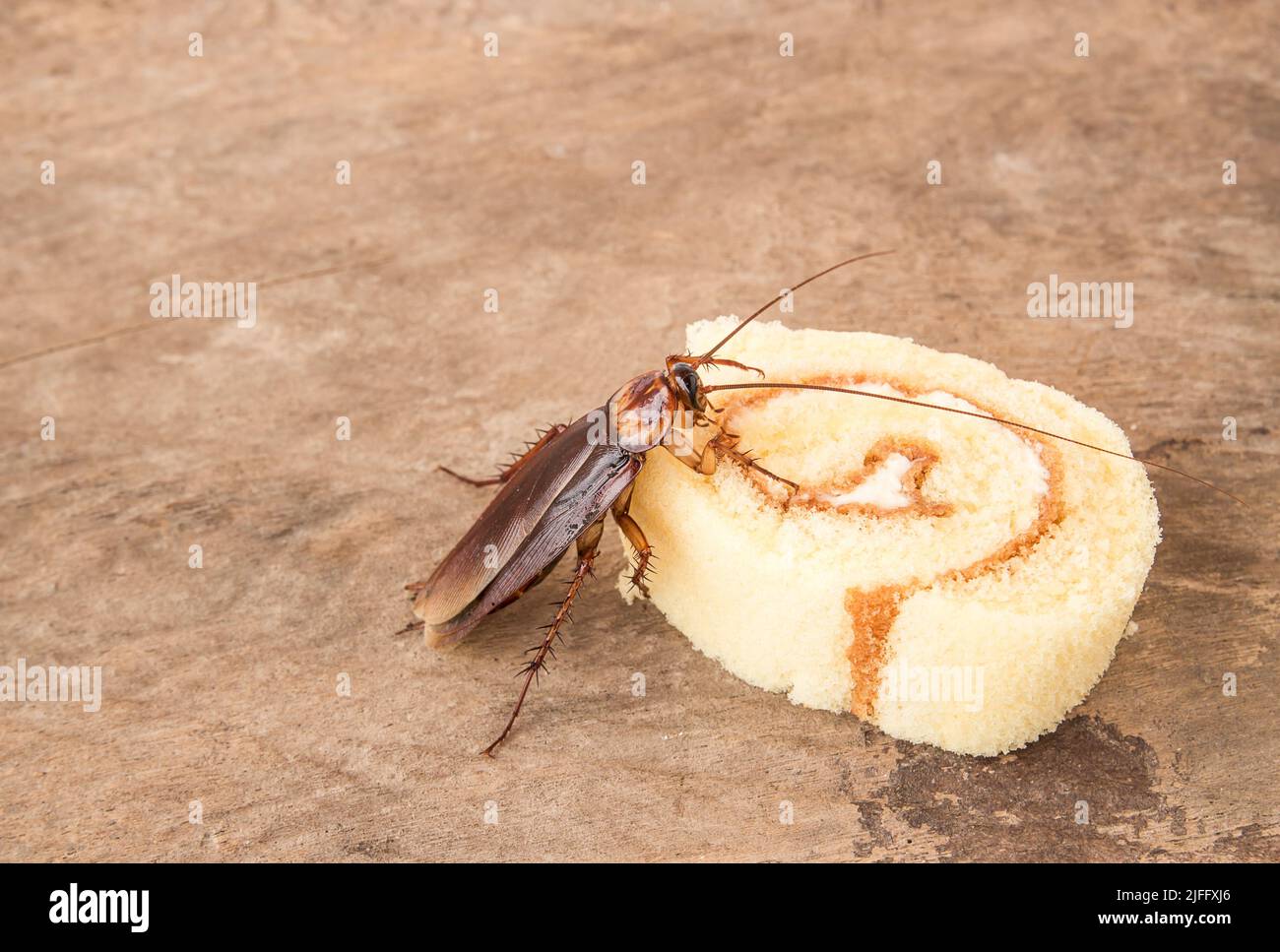 Cockroach eating hi-res stock photography and images - Alamy