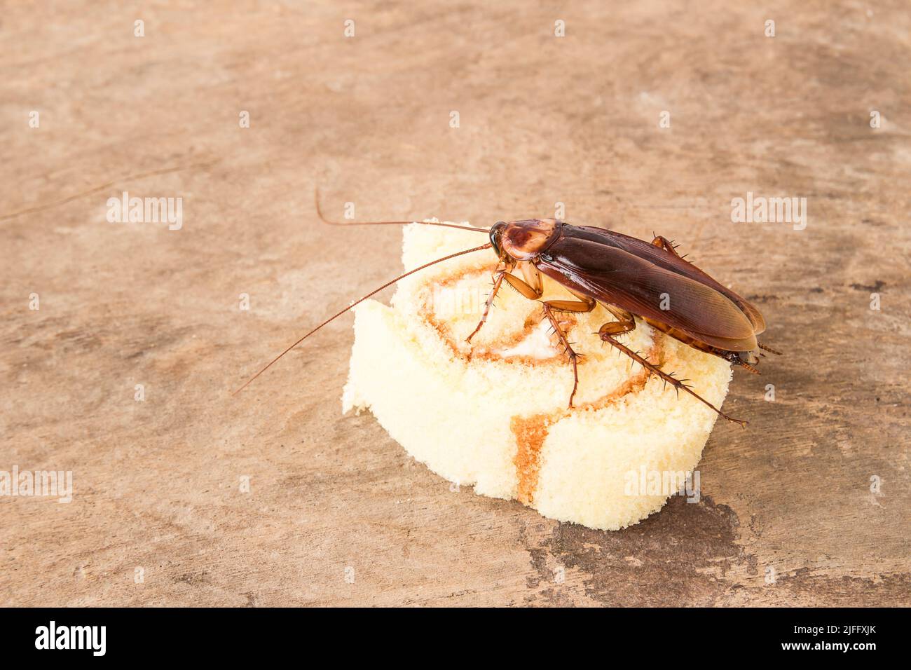 Cockroach eating hi-res stock photography and images - Alamy