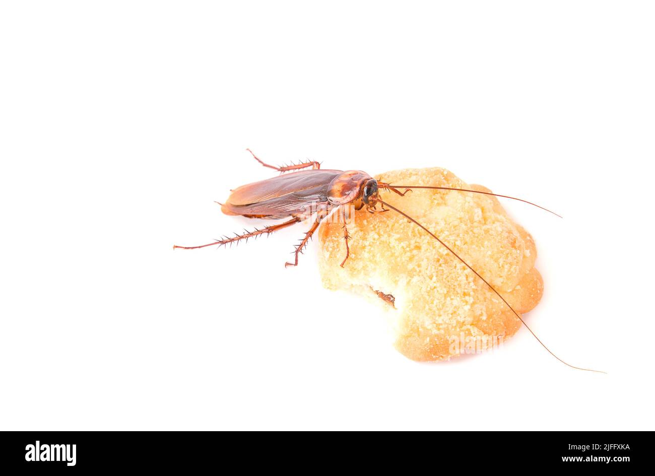 Cockroach eating a cookies on a white background Stock Photo - Alamy