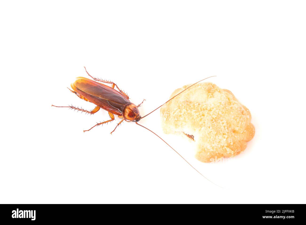 Cockroach eating a cookies on a white background Stock Photo - Alamy