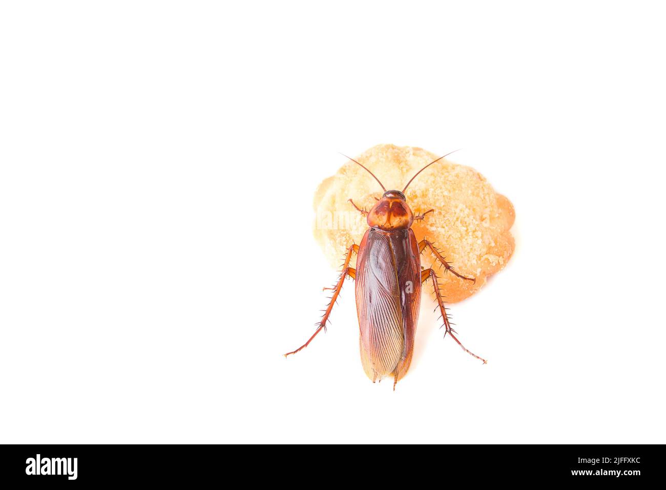 Cockroach eating a cookies on a white background Stock Photo - Alamy