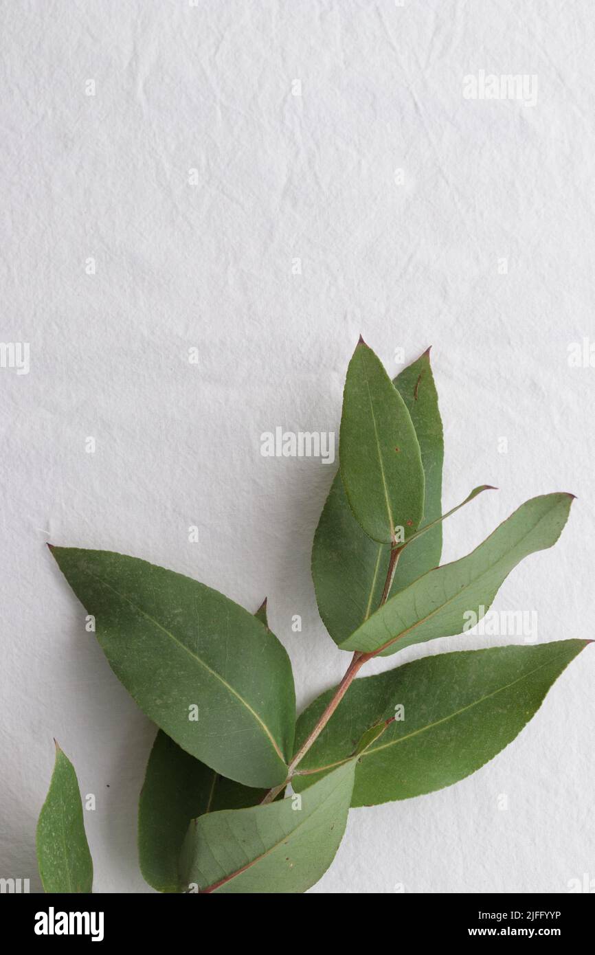 White background with eucaliptus branch top view Stock Photo - Alamy