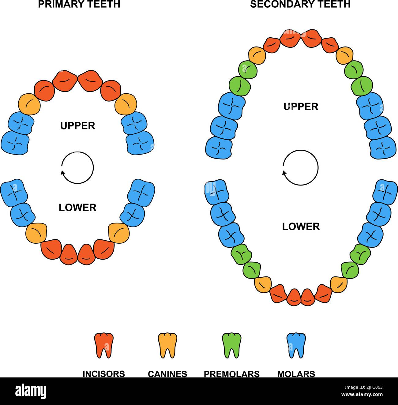 Adult and child jaws anatomy with descriptions. Incisor, canine ...