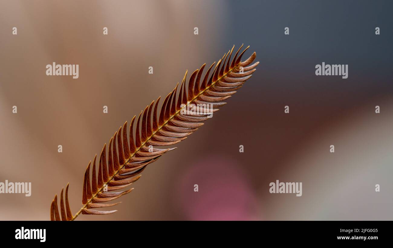 Close up of abstract dry small leave background with text space Stock ...