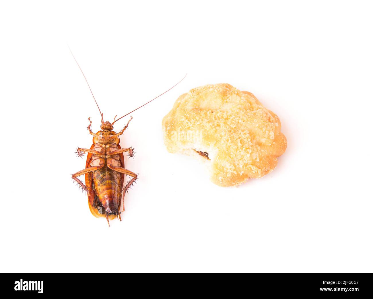 Close up dead cockroach on white background Stock Photo - Alamy