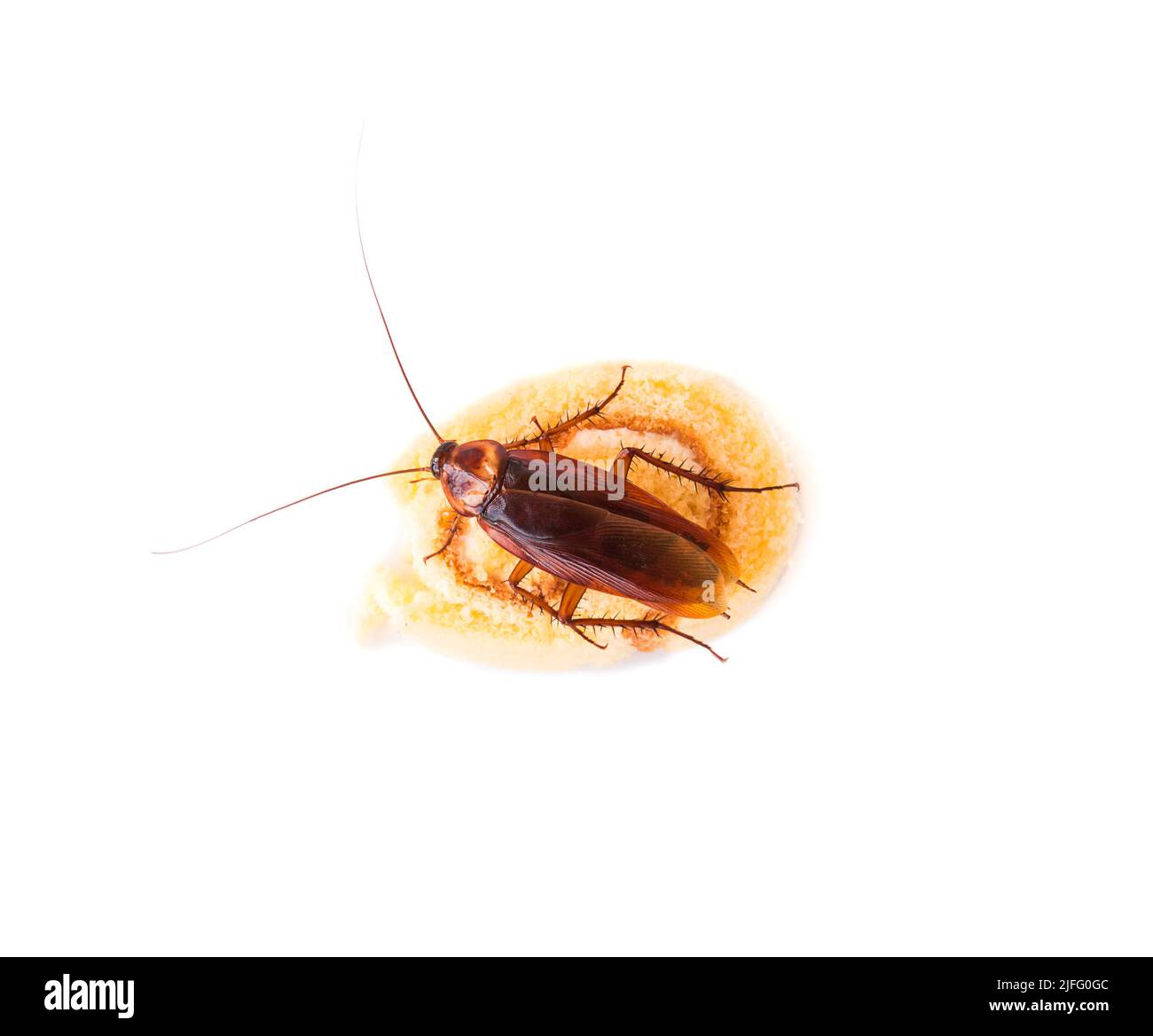 Cockroach eating a bread on a white background Stock Photo - Alamy