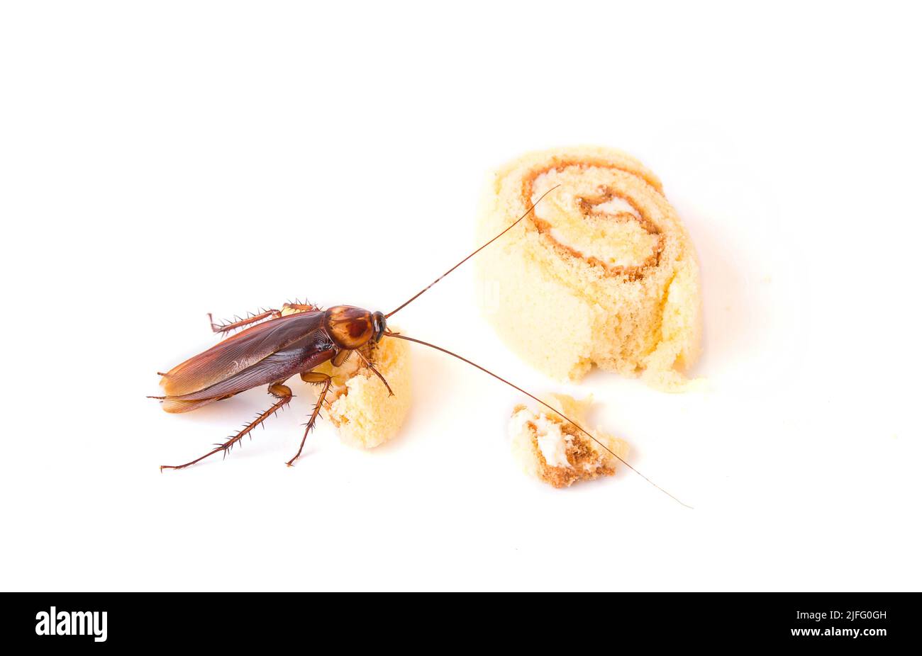 Cockroach eating a bread on a white background Stock Photo - Alamy