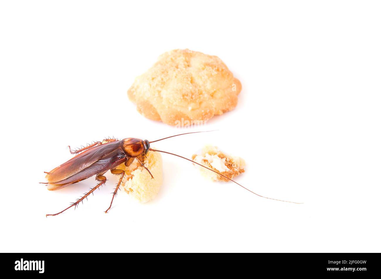 Cockroach eating a cookies on a white background Stock Photo - Alamy