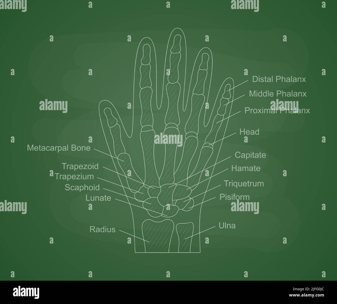 Human hand bones anatomy on a green school board. Human hand diagram ...