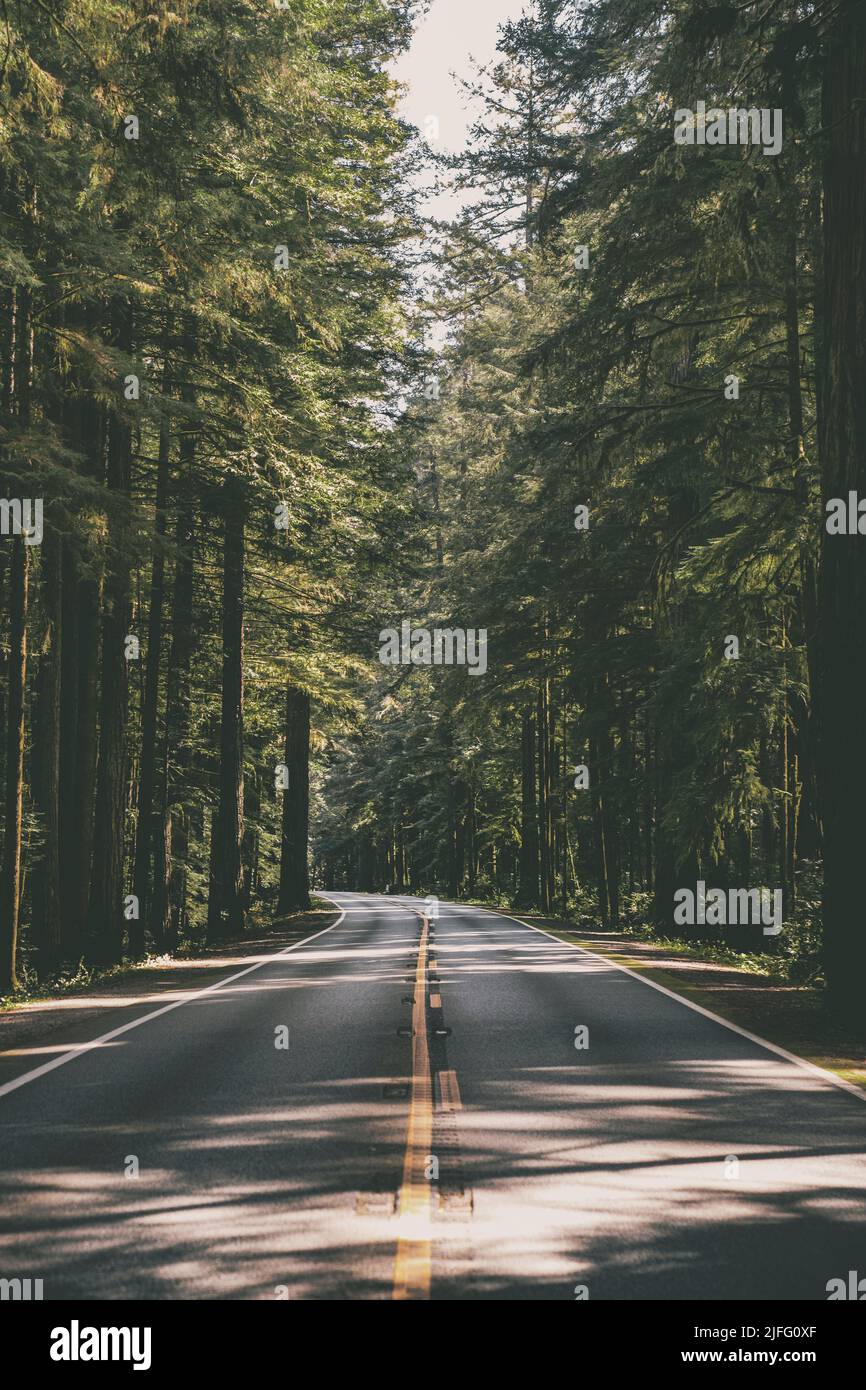 A vertical shot of an empty asphalt road passing through a forest with ...