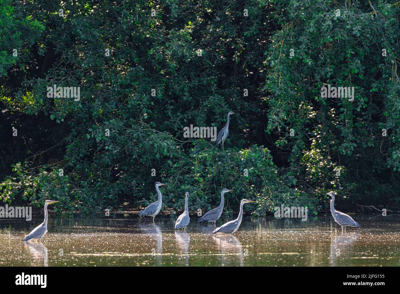 Flock of Grey Herons Ardea Cinerea birds in trees at edge of lake in ...