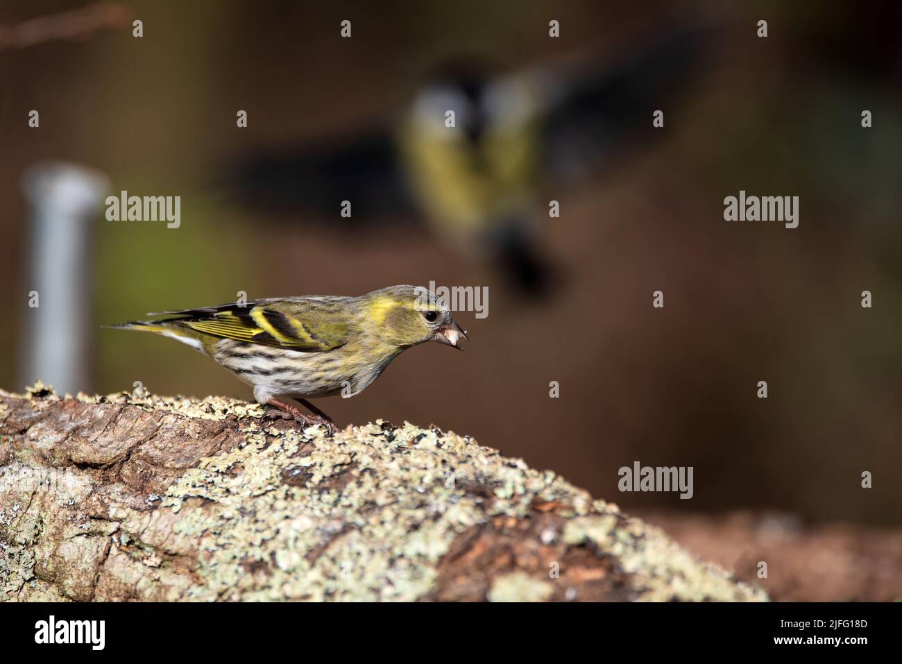 Beautiful vibrant image of yellow Siskin bird Spinus Spinus in Spring ...