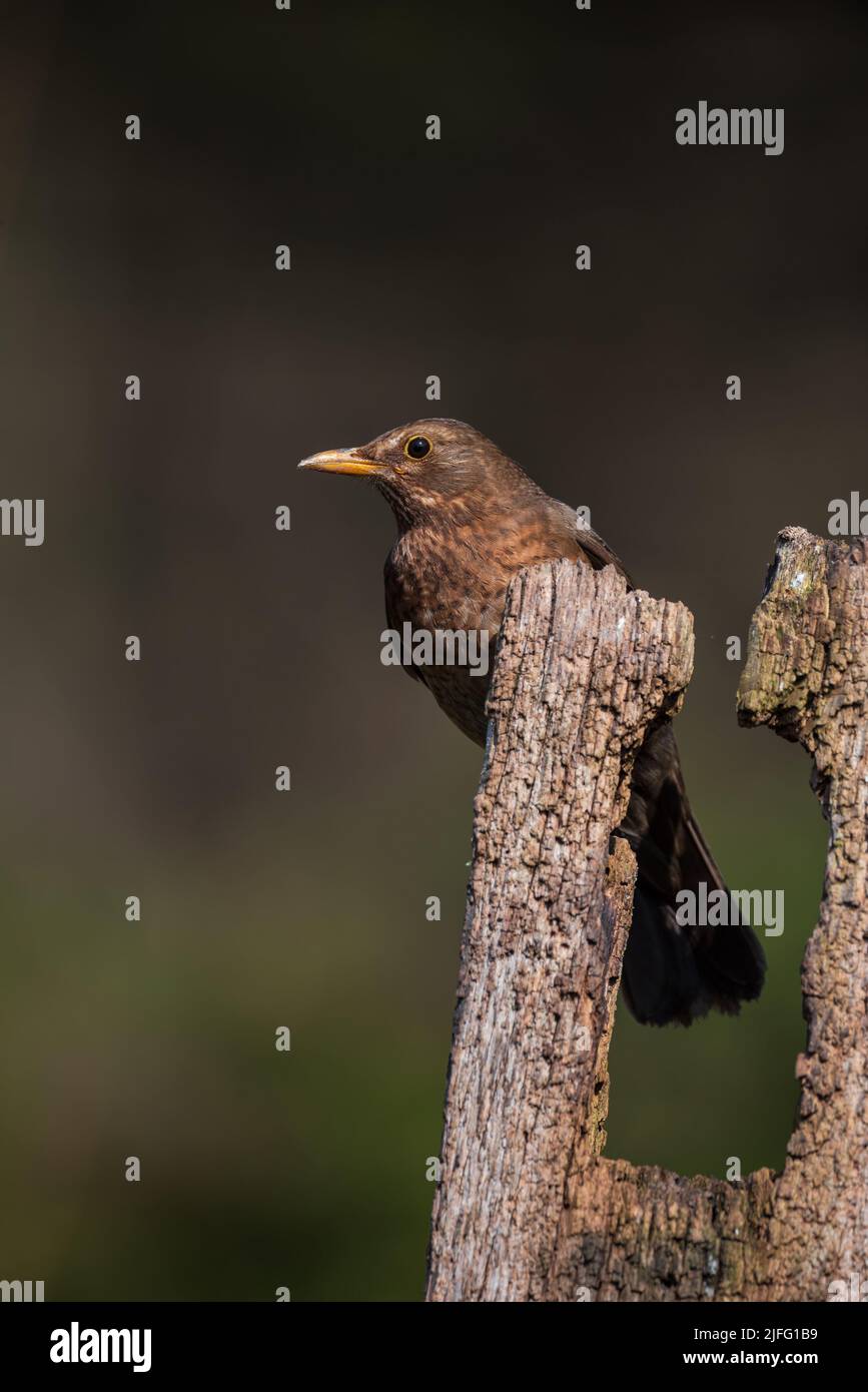 Beautiful Spring image of Blackbird Parus Major bird in forest ...