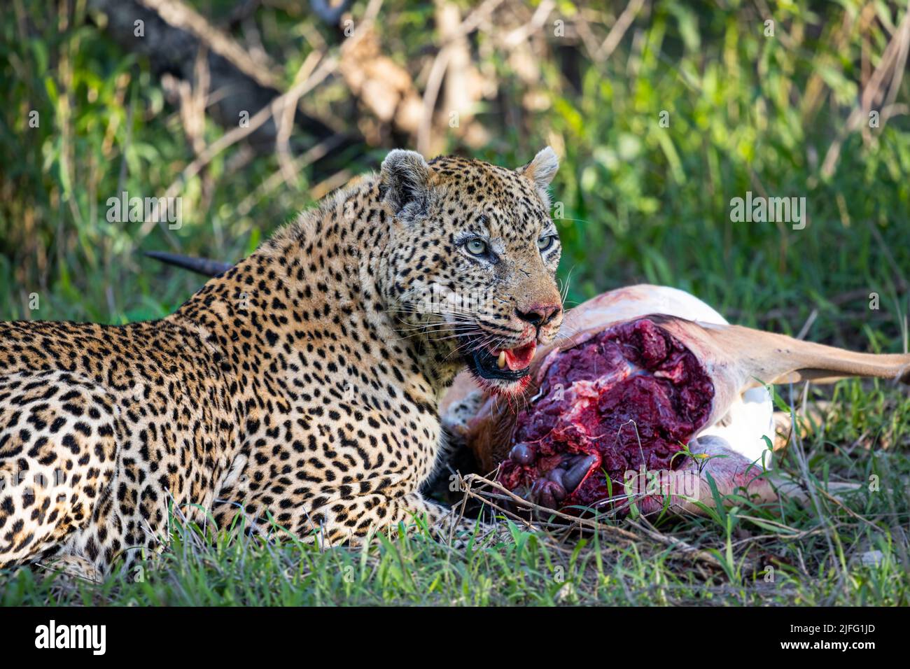 A close-up shot of a Leopard sitting in the grass with his prey Stock ...
