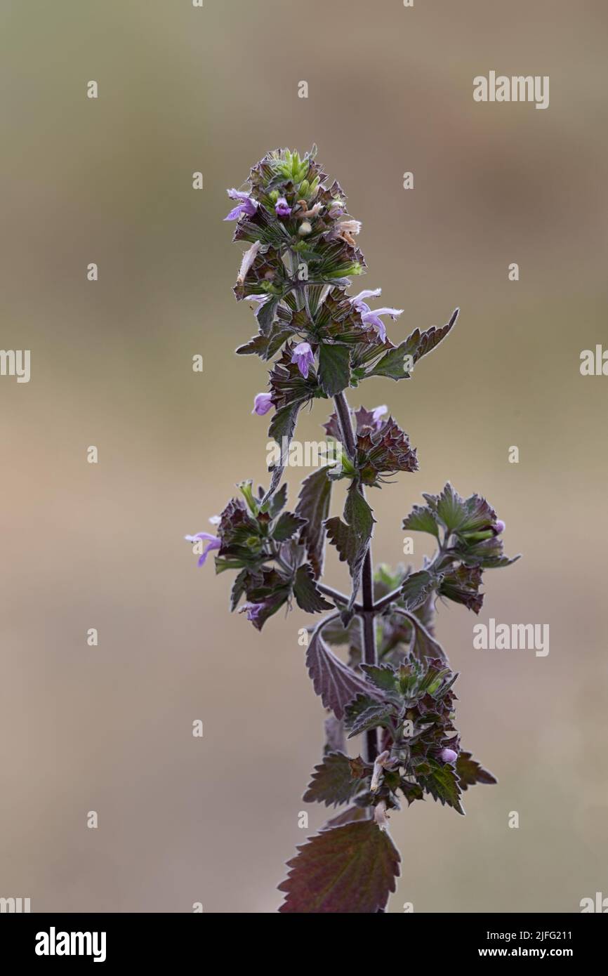Close up of stem of purple dead-nettle (Lamium purpureum) in a meadow ...