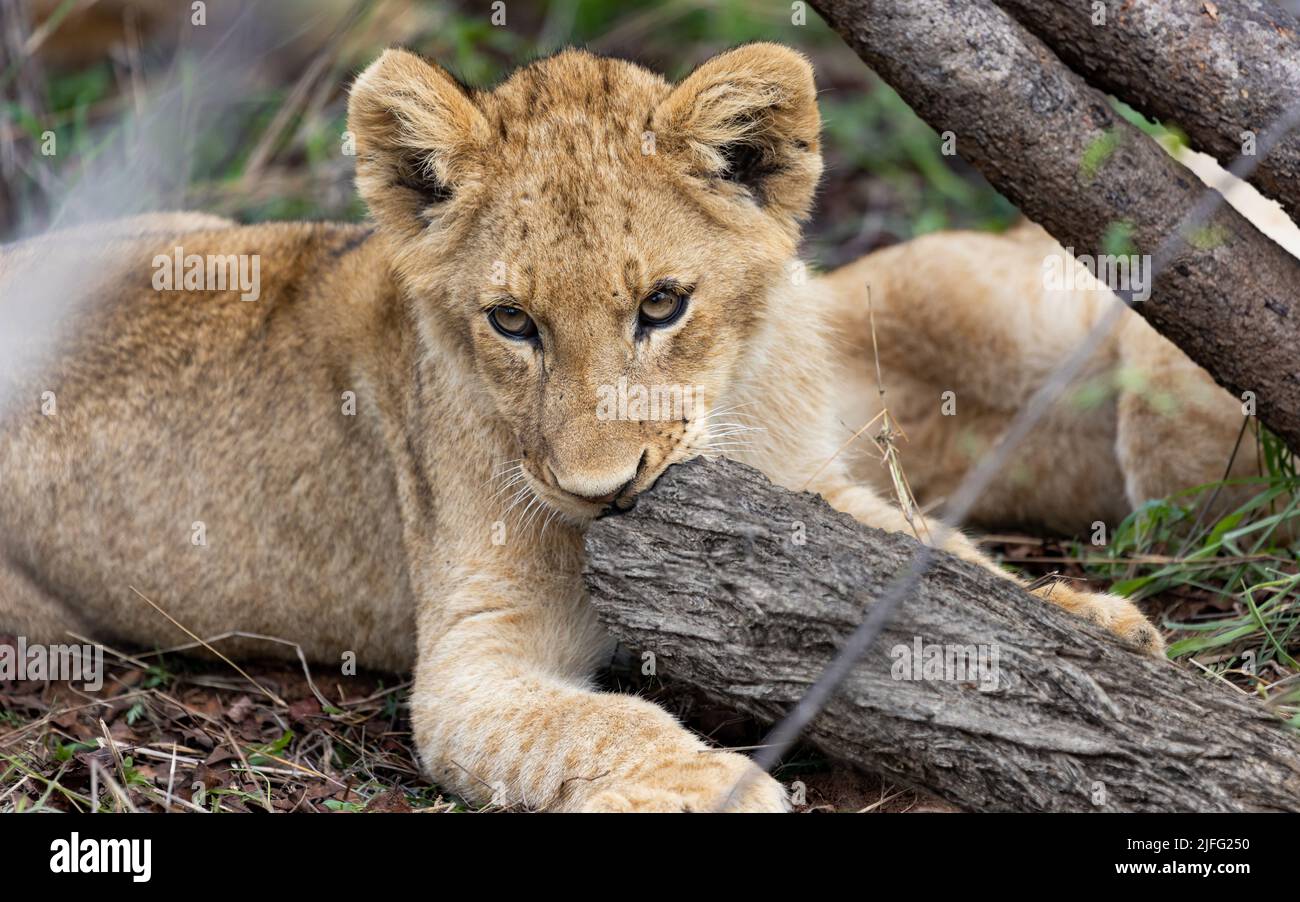 A close-up shot of a Panthera leo leo cub biting the wood in the grass ...