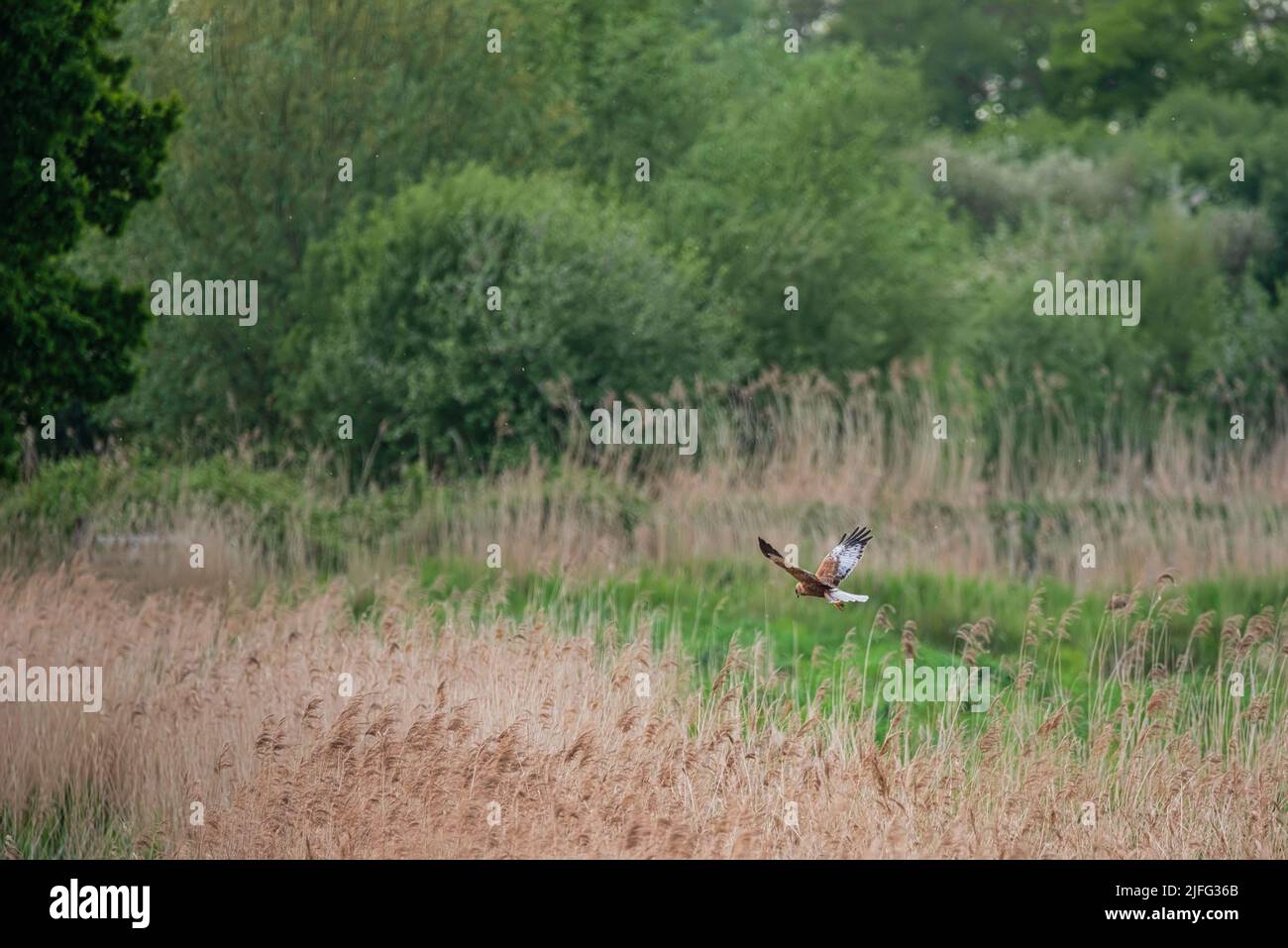 Beautiful image of Marsh Harrier Circus Aeruginosus raptor in flight ...