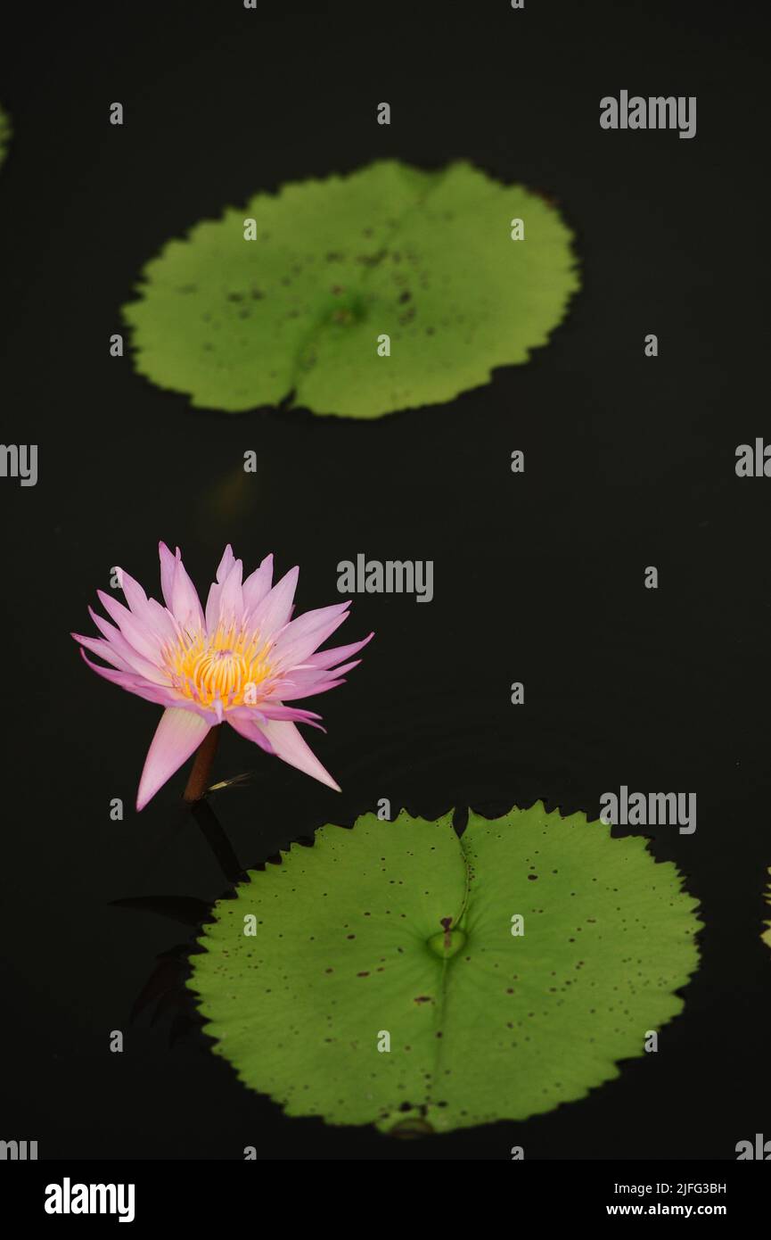 Photo water lily hi-res stock photography and images - Alamy