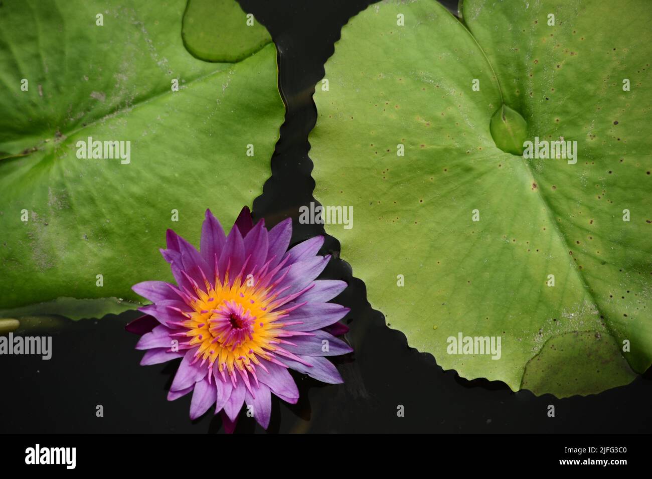 Photo water lily hi-res stock photography and images - Alamy