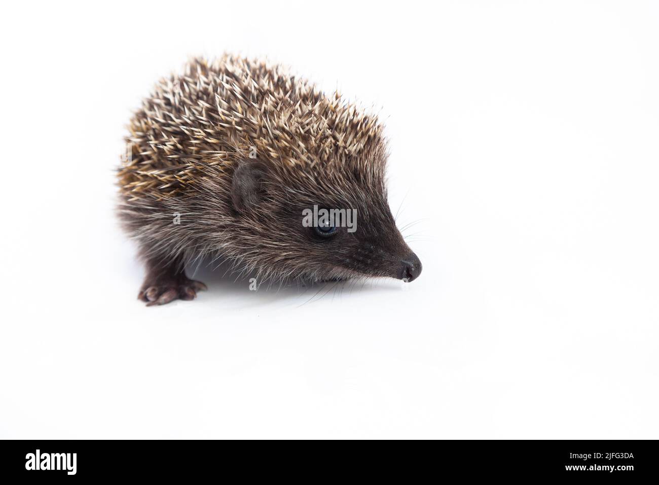 European hedgehog, Erinaceus europaeus on a white background Stock ...