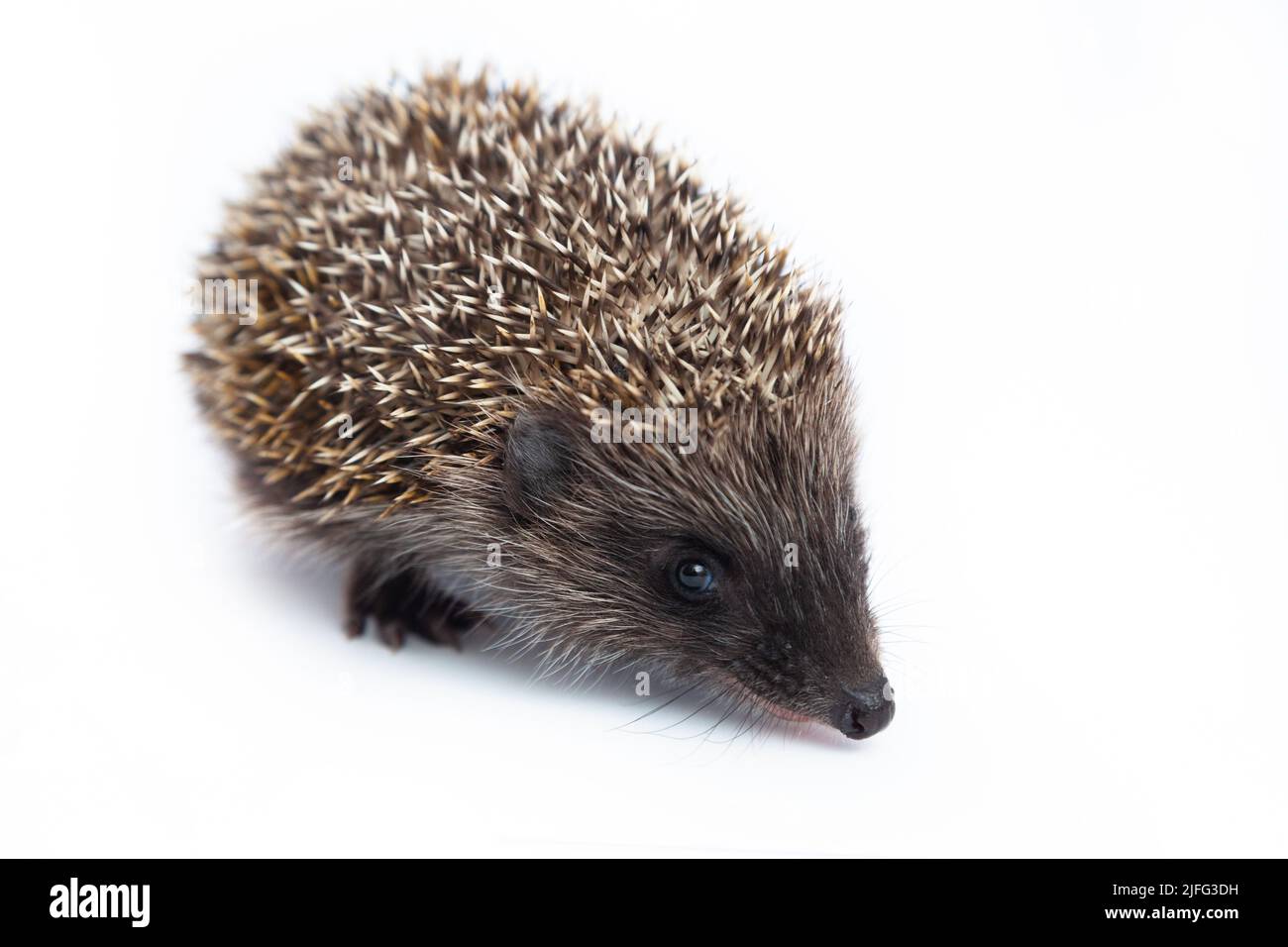 European hedgehog insects hi-res stock photography and images - Alamy