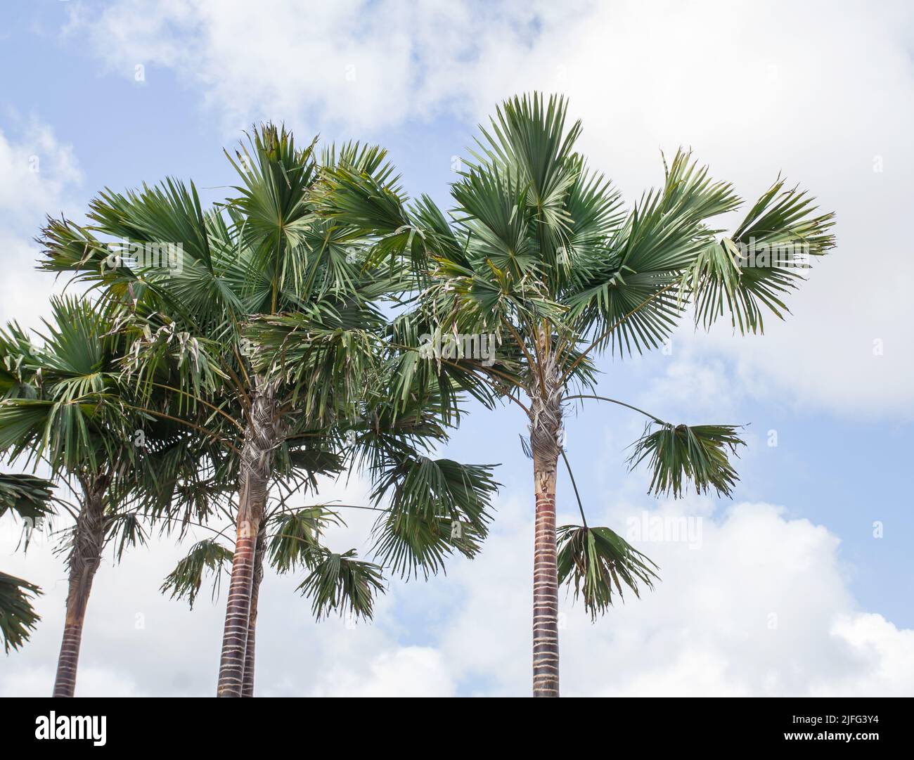 An image nice palm trees in the blue sunny sky Stock Photo - Alamy