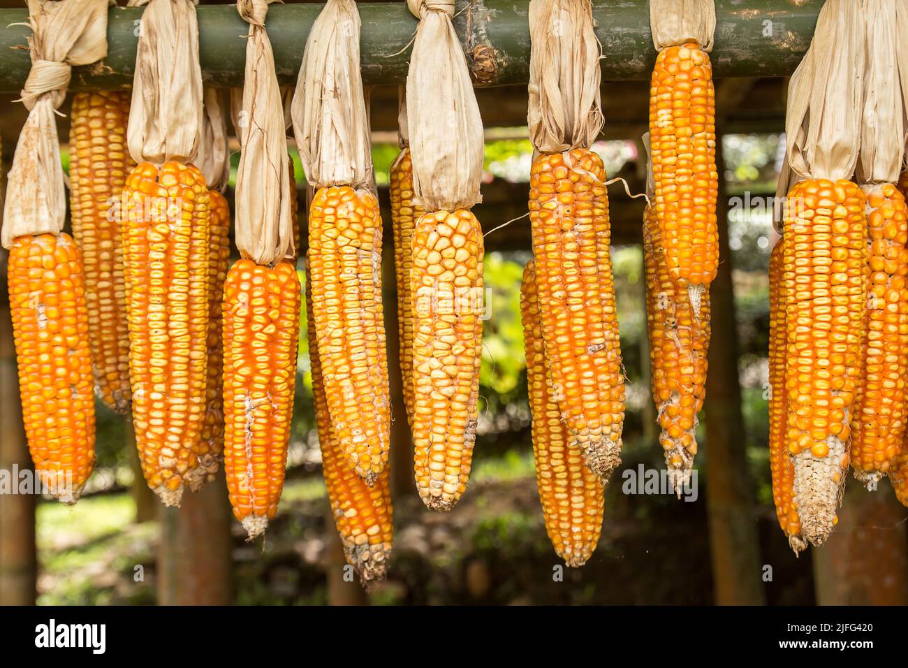 Hang up corn hi-res stock photography and images - Alamy